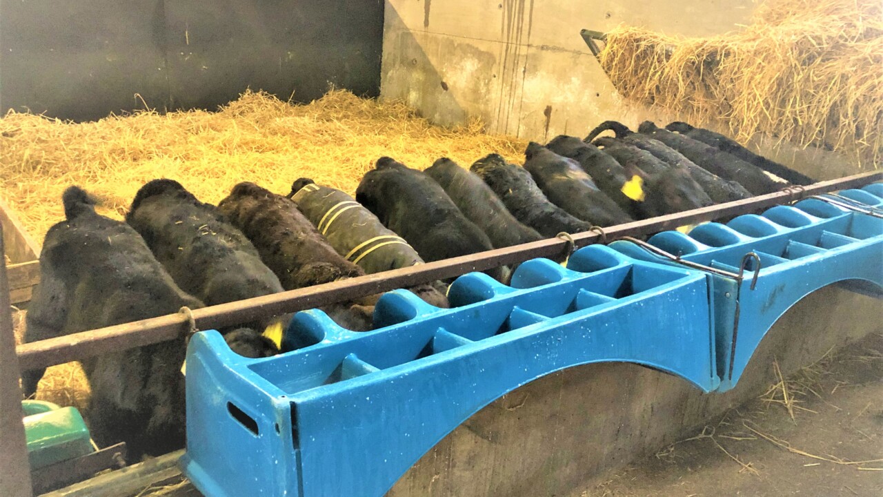 Tips on buying good calves for a beef system - Agriland.ie