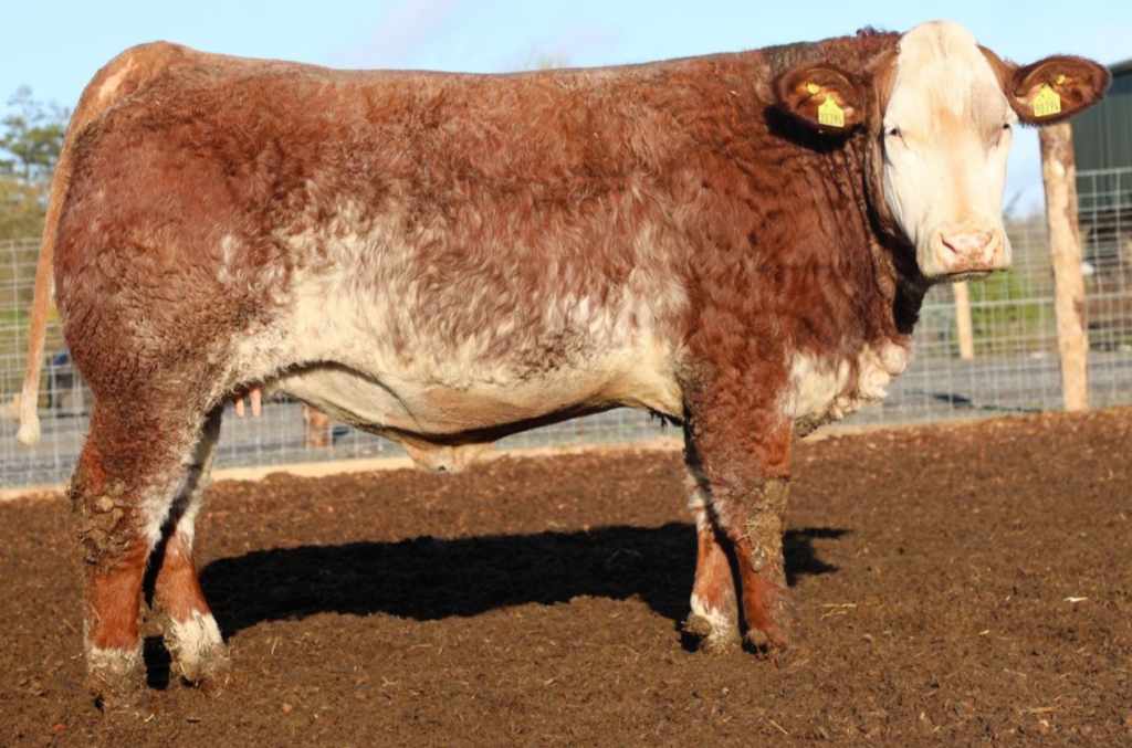 €5,400 paid for Charolais-cross heifer at Carrigallen Mart