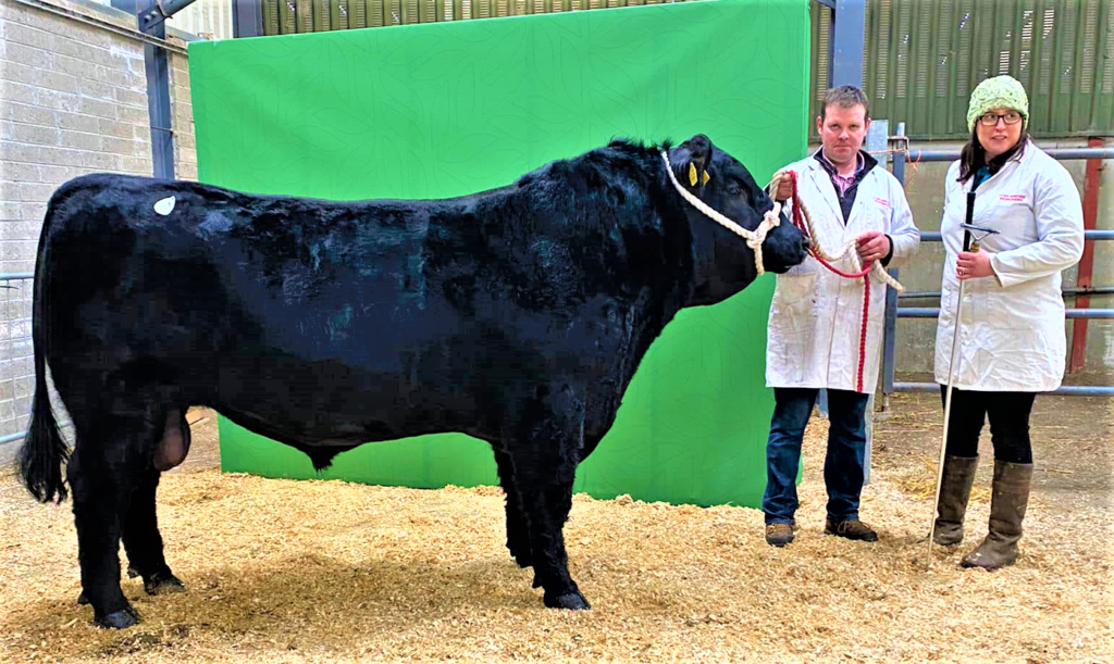 Rebel-bred bull takes top price at Carrick pedigree sale - Agriland.ie