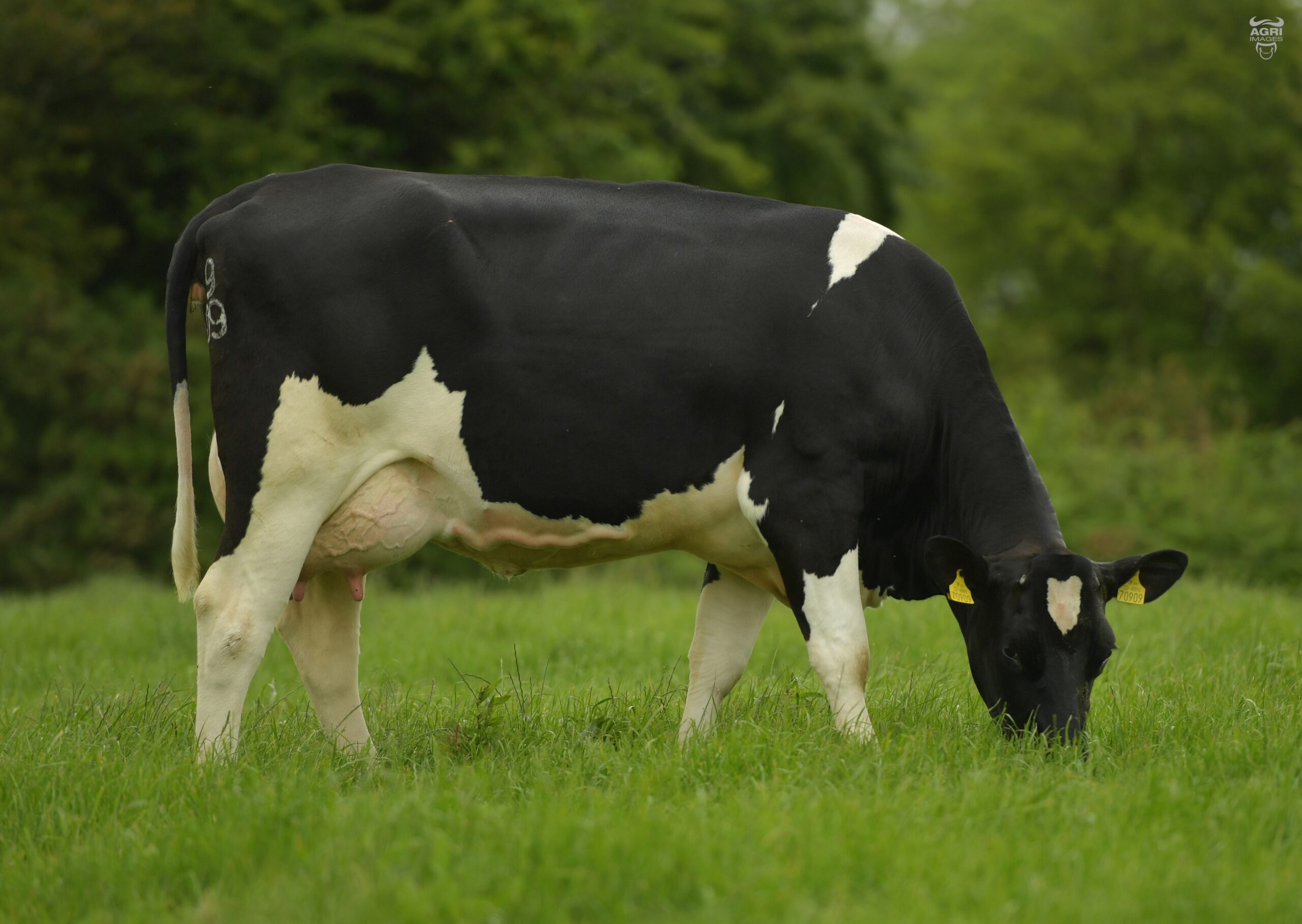 Dairy banding: Everything you need to know - Agriland.ie