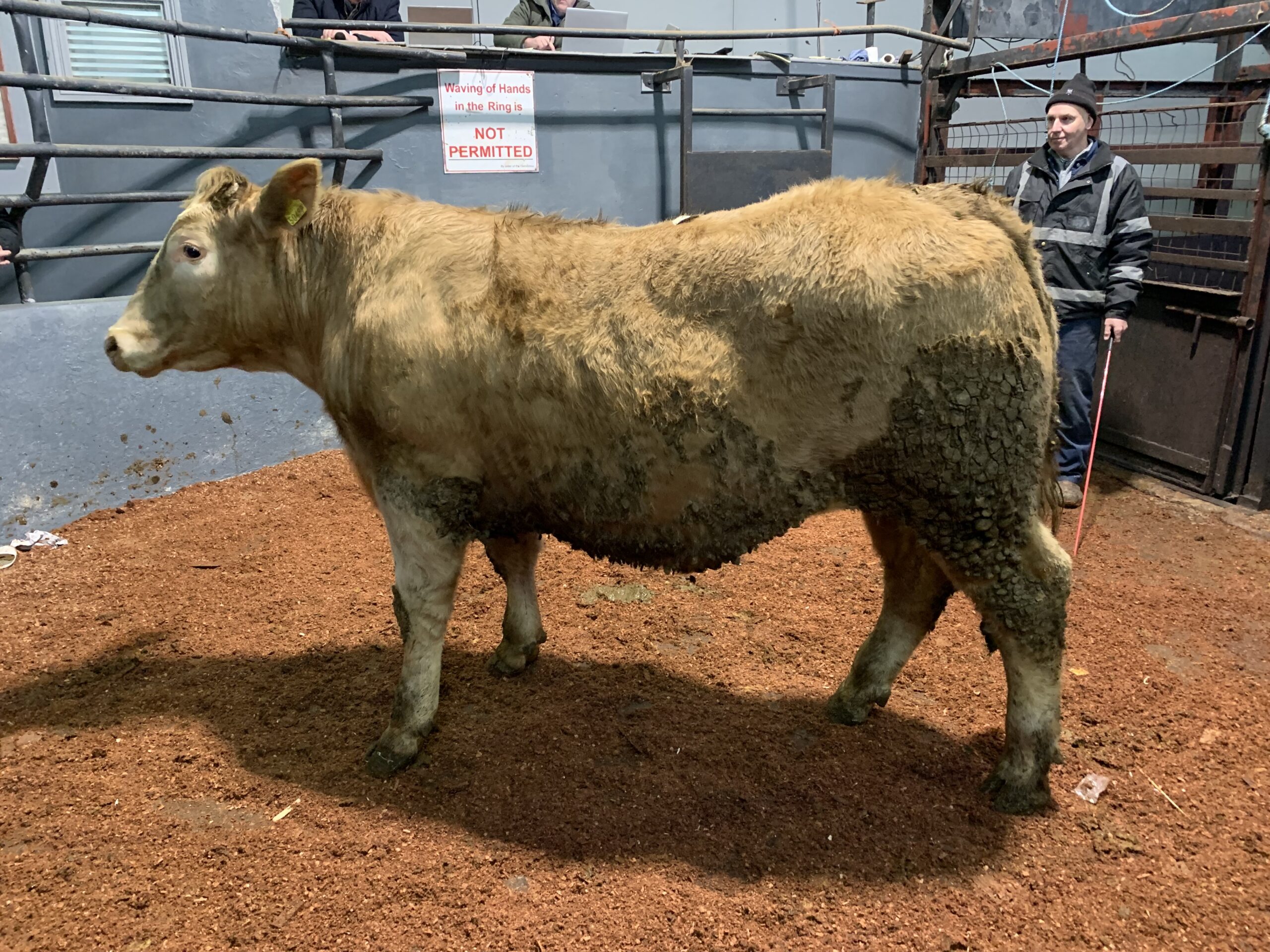 Mart report: Cows, heifers and bullocks in Ballyjamesduff