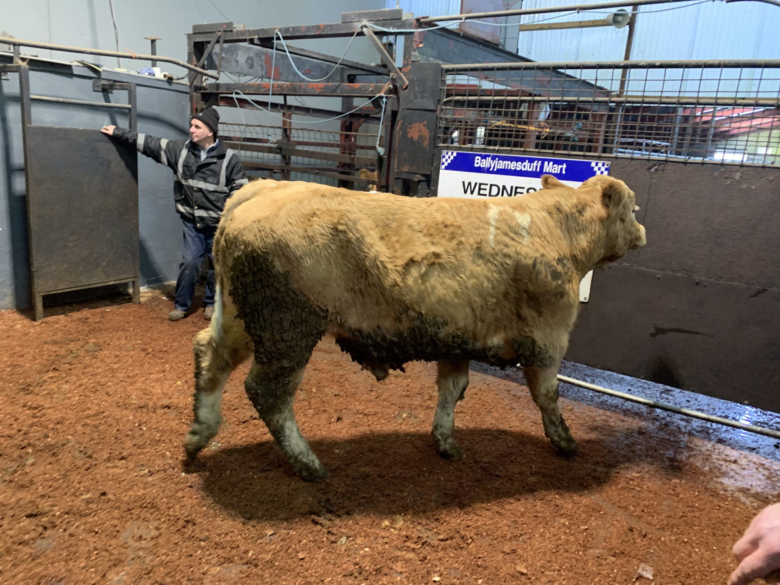 Mart report: Cows, heifers and bullocks in Ballyjamesduff