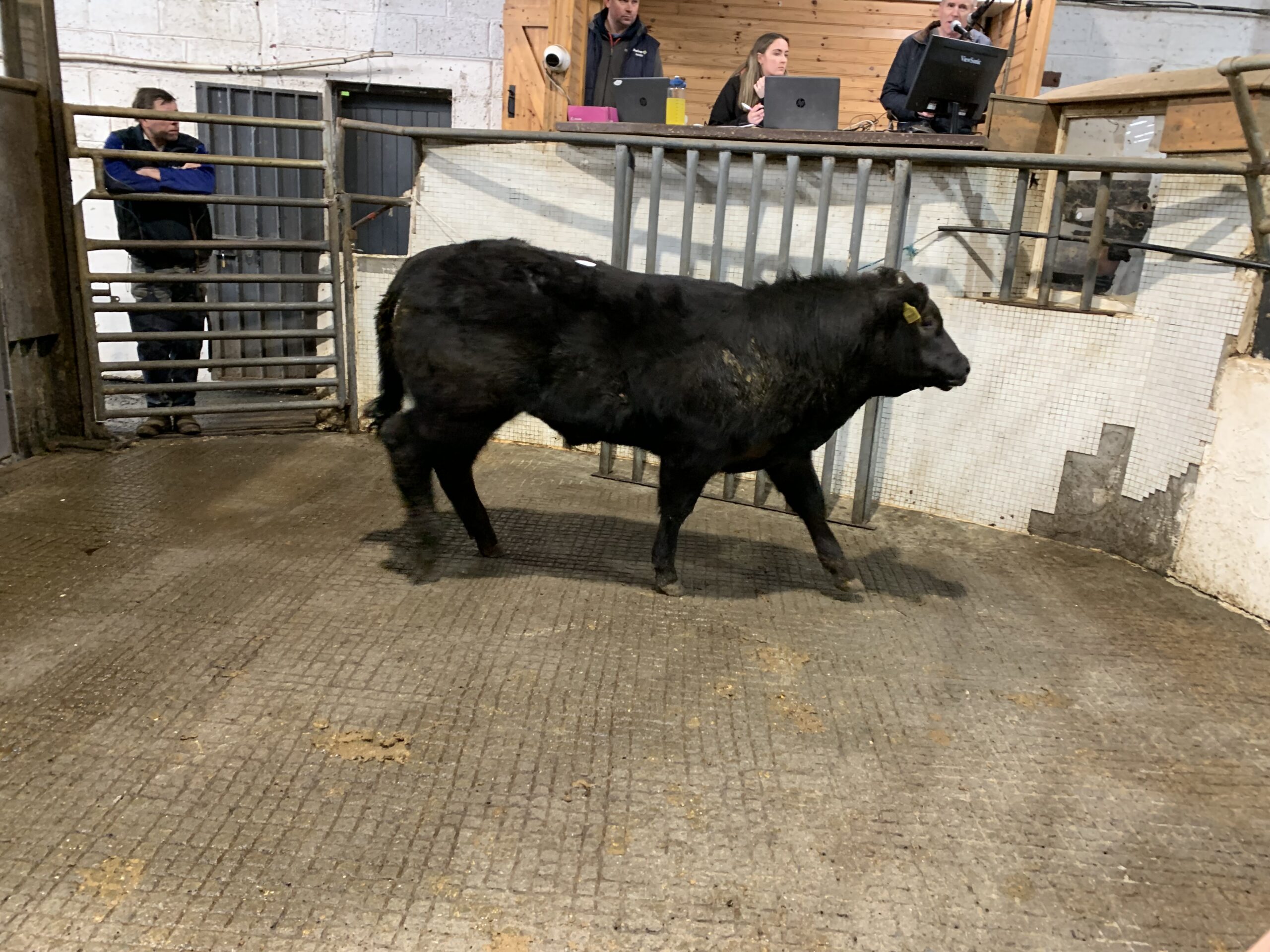 Mart report: Monaghan Day weanling bull sale in Mohill - Agriland.ie