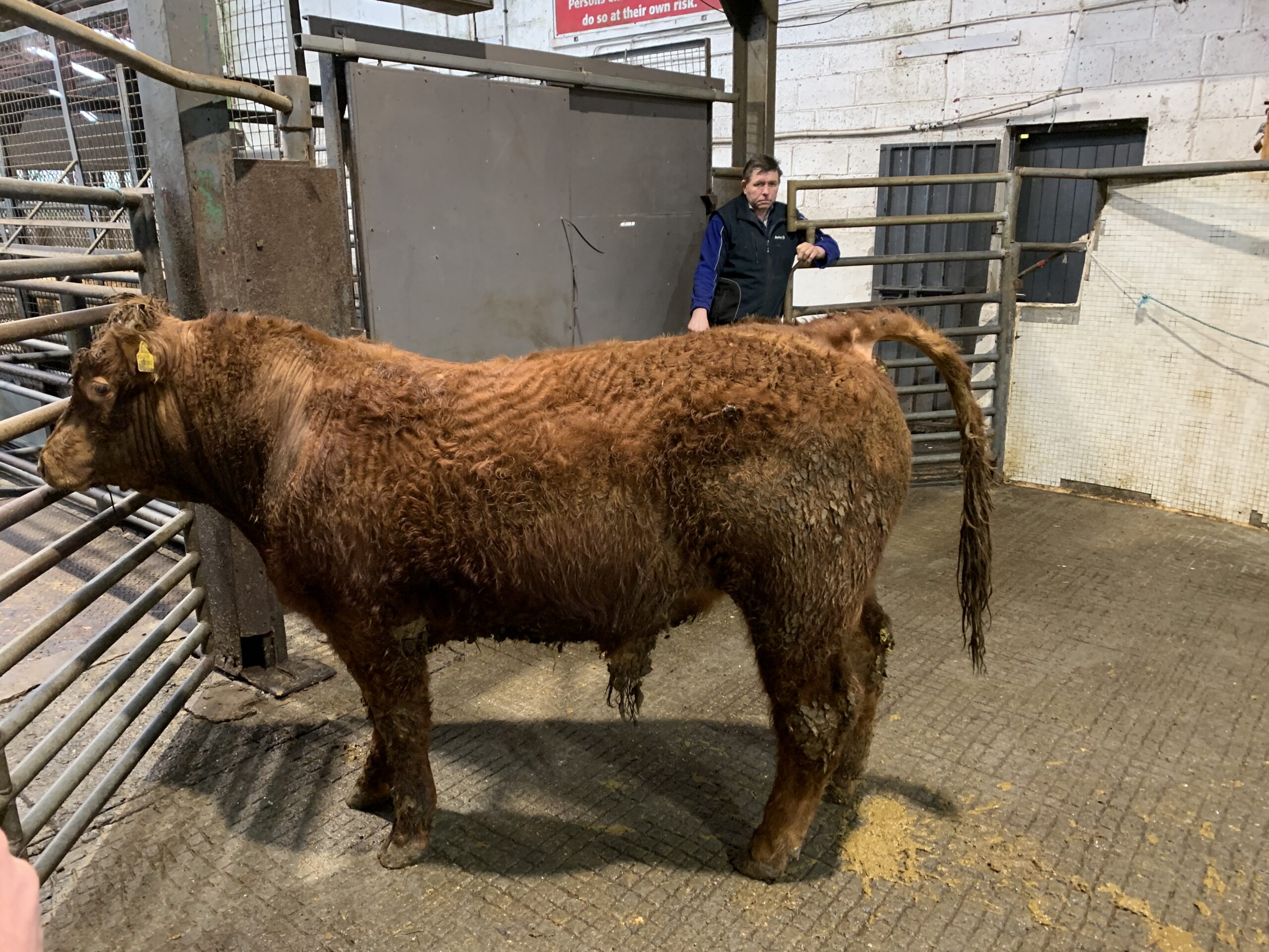 Mart report: Monaghan Day weanling bull sale in Mohill - Agriland.ie