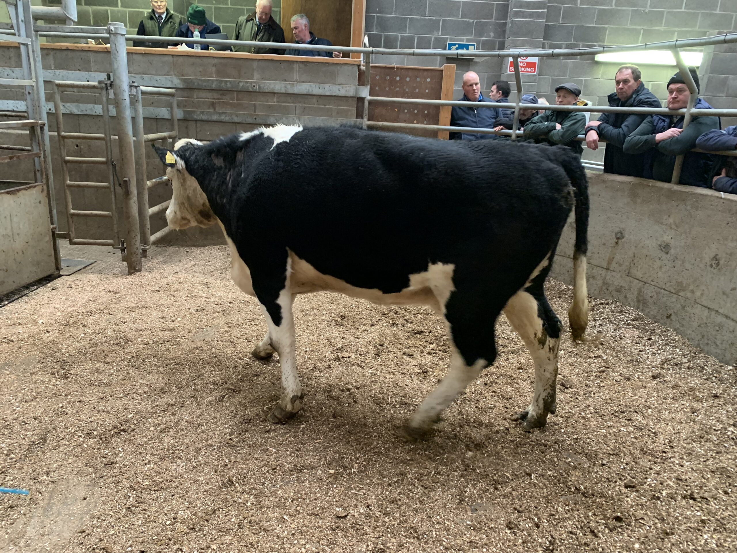 Mart report: General cattle sale at Ardee Mart - Agriland.ie