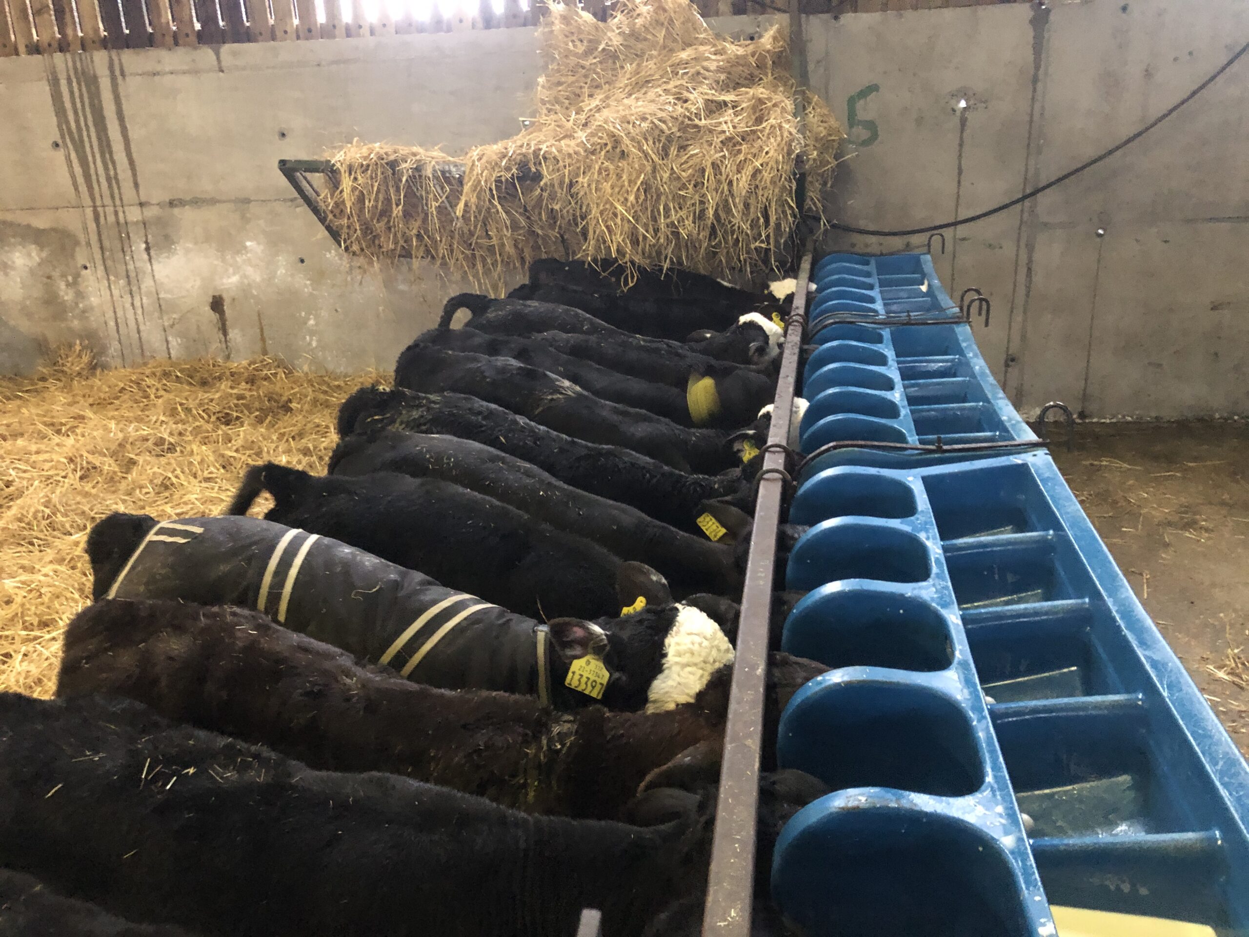 ABP Demo Farm: Tips for rearing beef calves this spring - Agriland.ie
