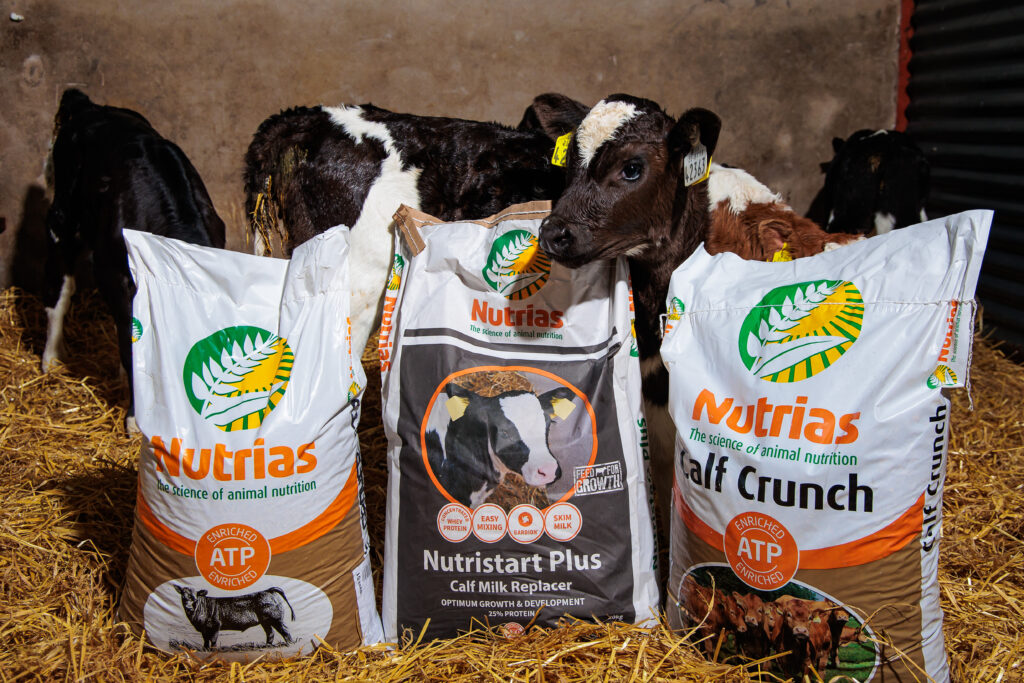 Early calf nutrition - the key to lifetime performance - Agriland.ie