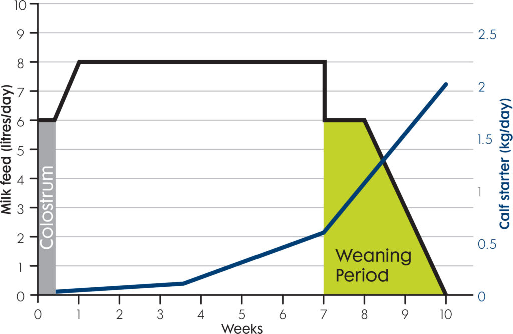 Feeding more milk; the key to unlocking calf potential - Agriland.ie