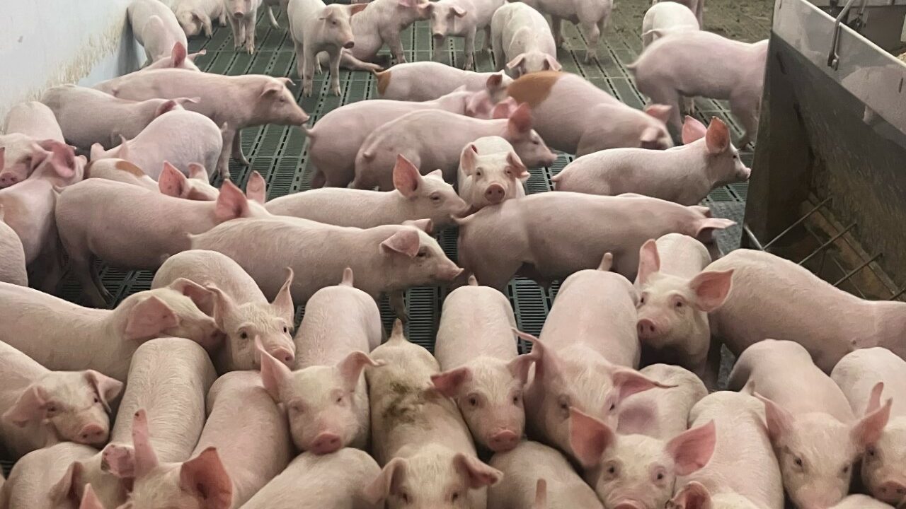 Transforming pig thrive on Telford family farm - Agriland.ie