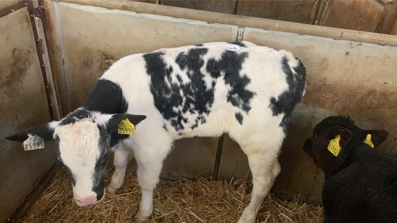 Farmer-type calves a good trade at Enniscorthy Mart - Agriland.ie