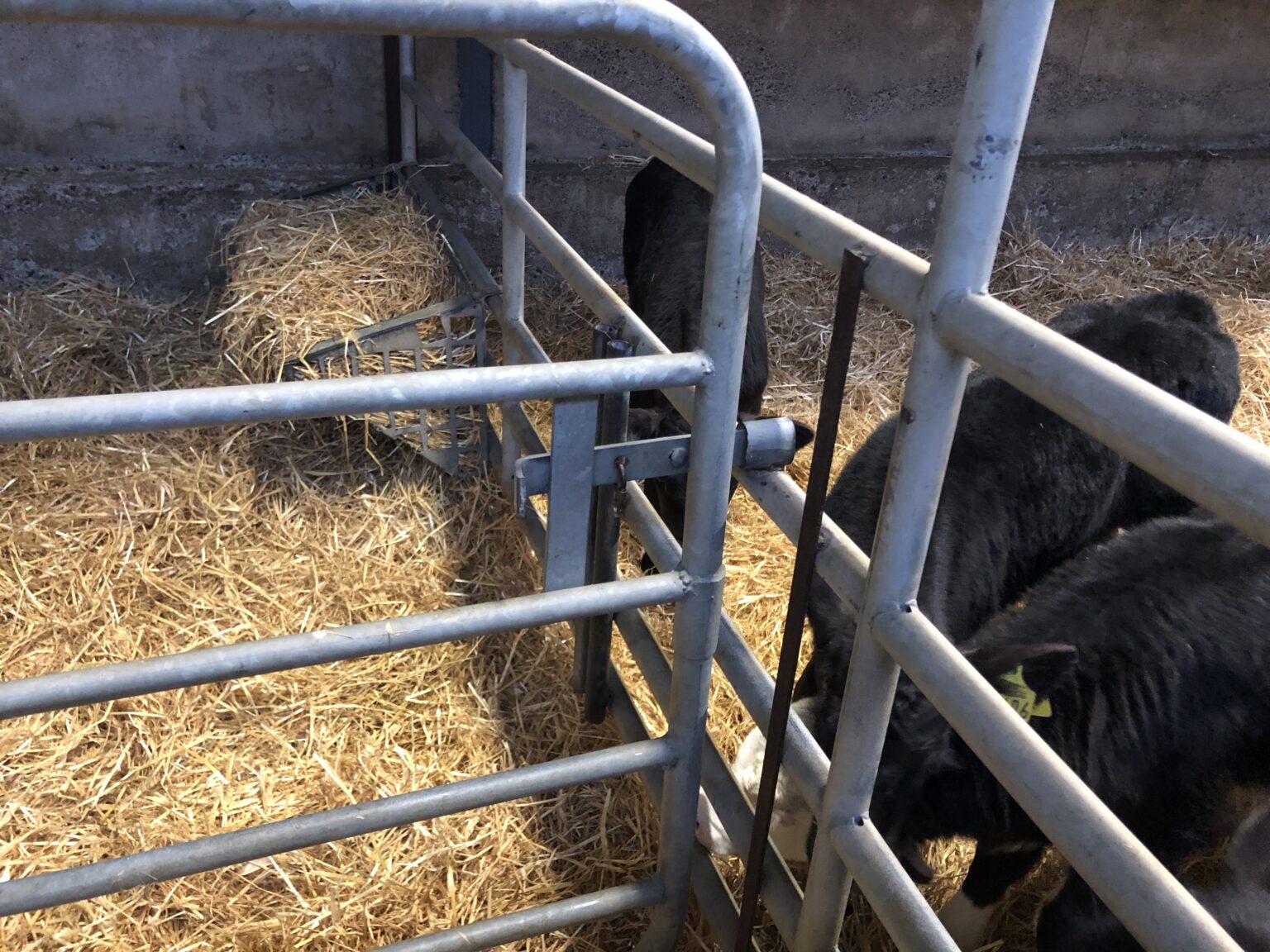 Beef Focus: Tidy calf-rearing setup on Tipperary beef farm