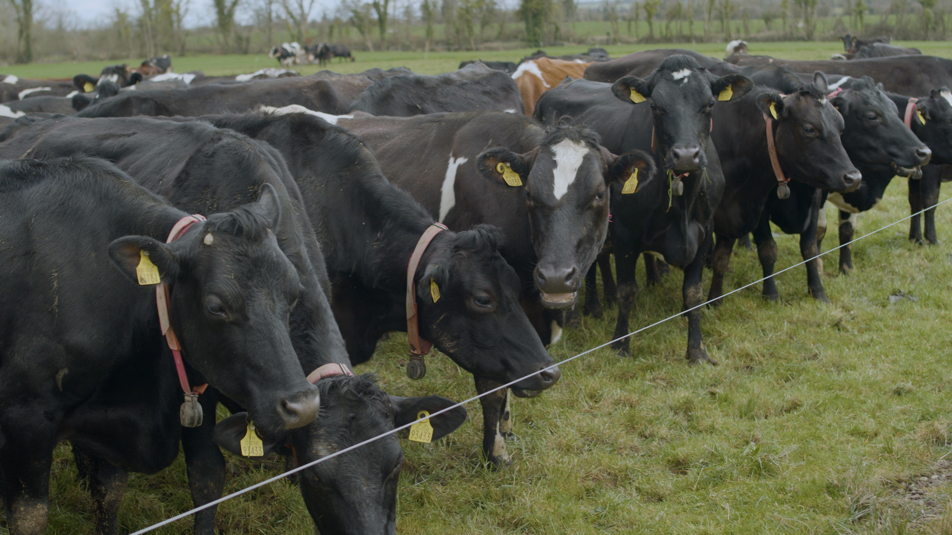Breeding Series 2023: 'No square on the milk cheque for EBI' - Agriland.ie