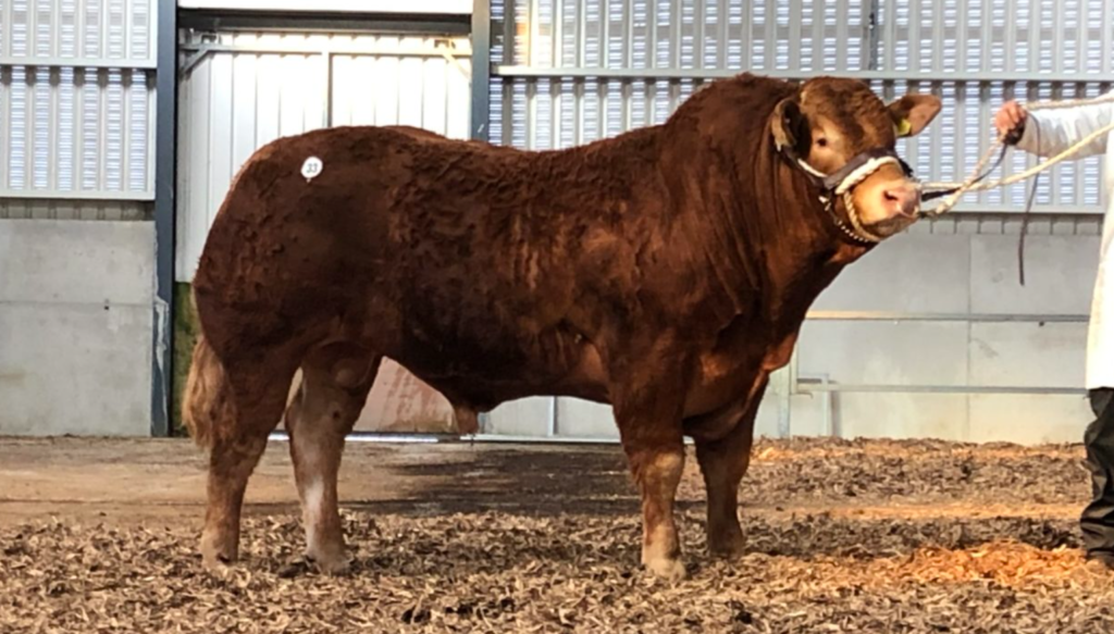 Limousin Society bull sale set for Elphin this Saturday