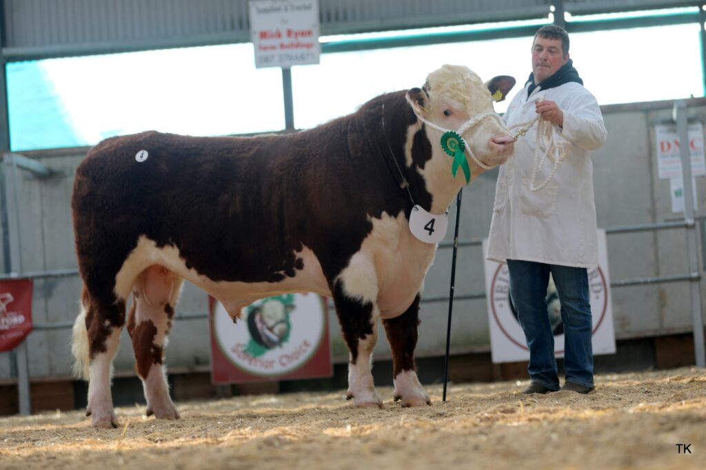 Cavan-bred bull takes top price at Tullamore Hereford sale