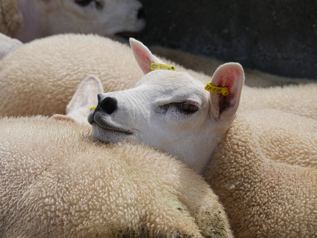 Long-lasting and personalised tags for sheep farmers - Agriland.ie