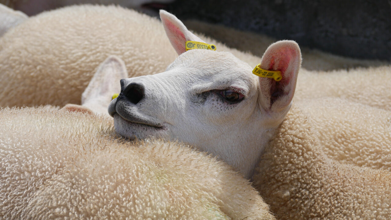 Long-lasting and personalised tags for sheep farmers - Agriland.ie