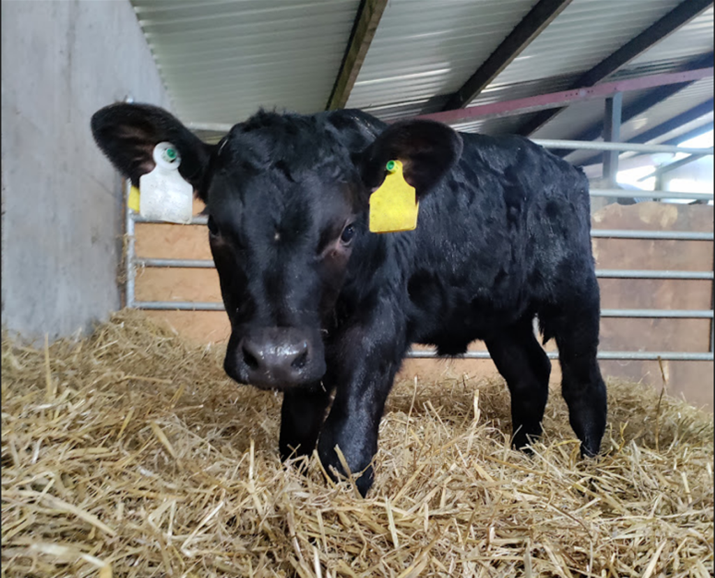 Spring Calf Series: Video - ensuring a successful weaning