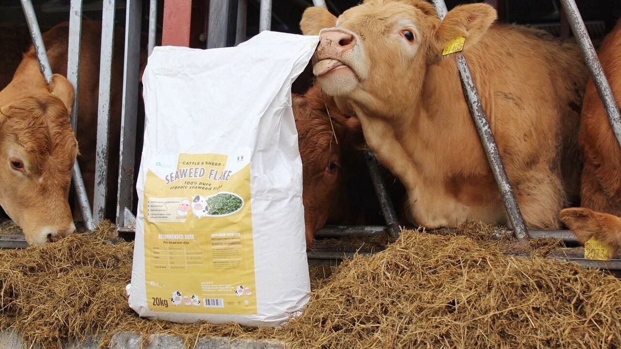 The role that seaweed can play in calf health - Agriland.ie