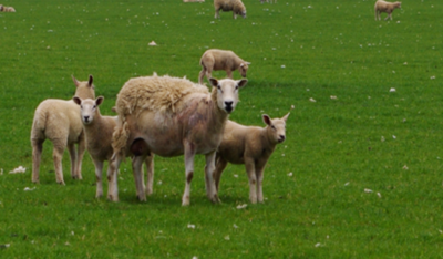 Dealing with sheep scab during the lambing season - Agriland.ie