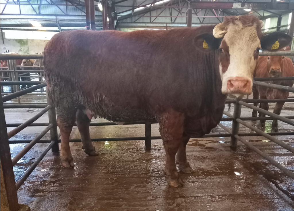 'Powerful' trade at Ballinasloe Mart as cull cows hit €3,500