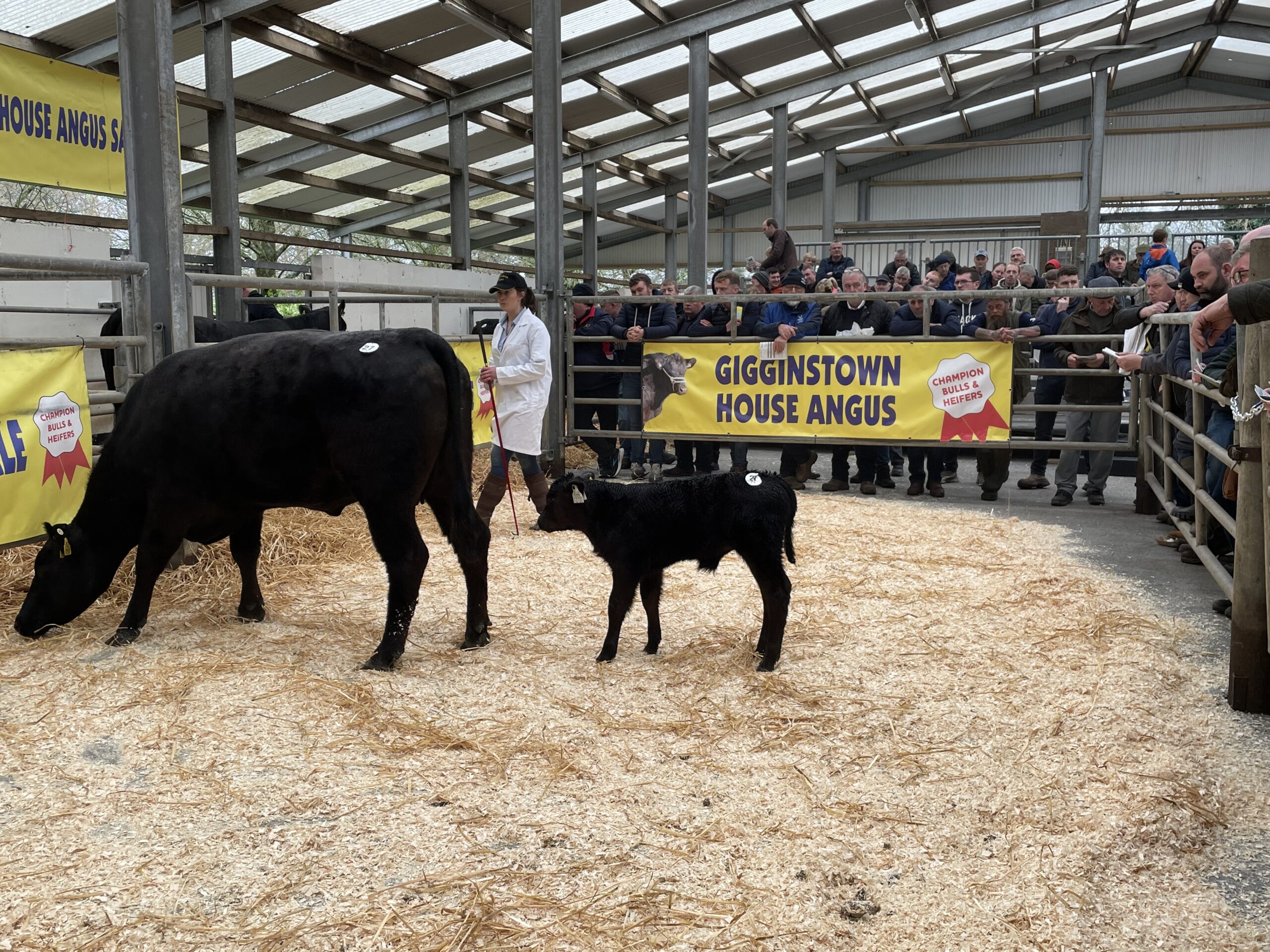 Pics and Prices: Gigginstown Angus sale bulls and heifers