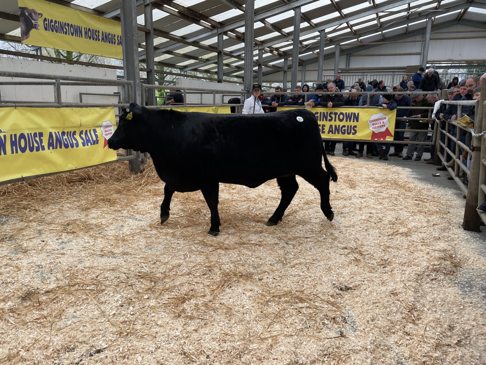 Pics and Prices: Gigginstown Angus sale bulls and heifers