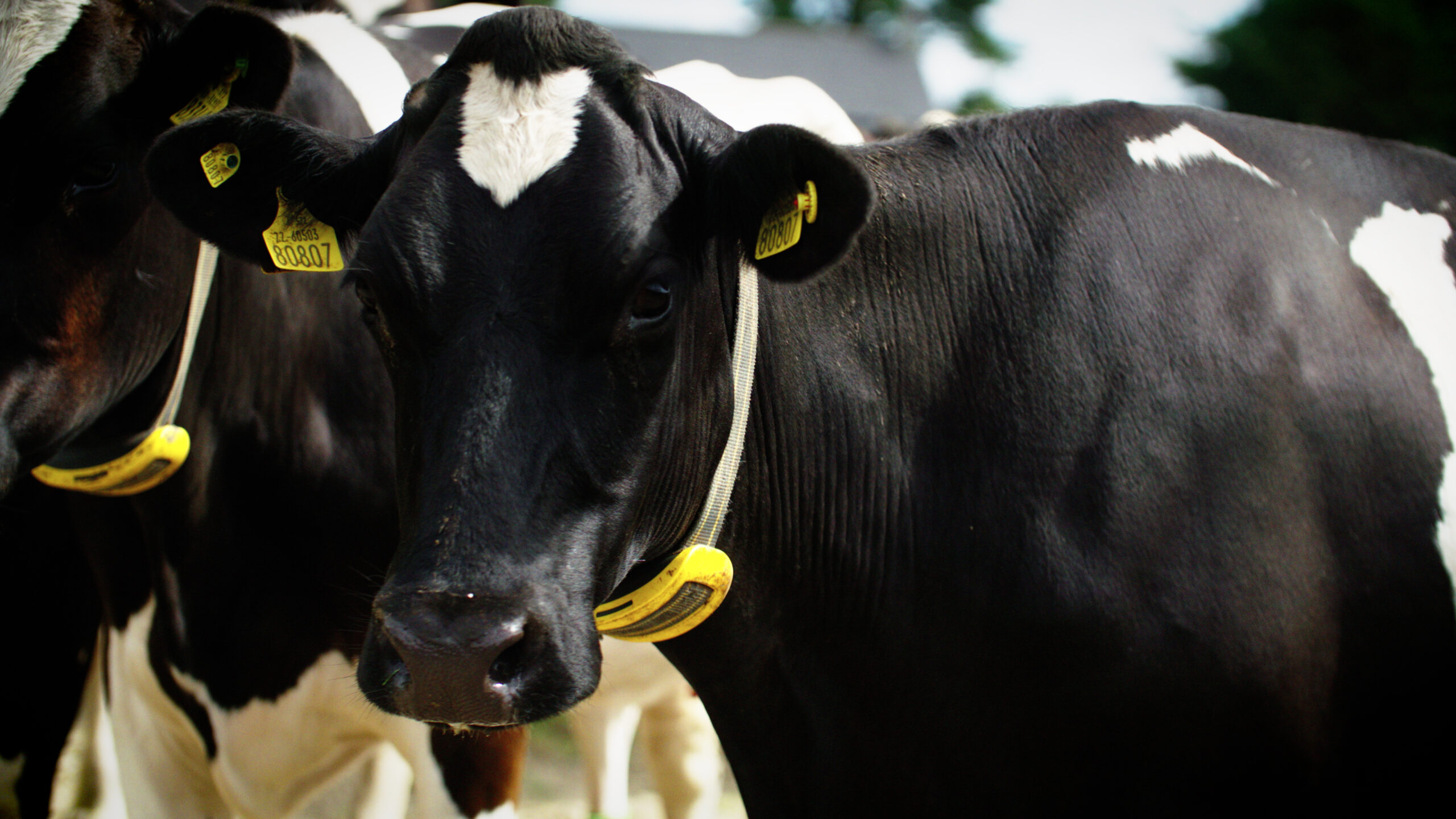 Collars and drafting gate combo 'irreplaceable' for Westmeath farm