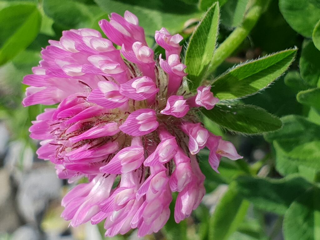 Smartphone apps unable to accurately identify plants - study