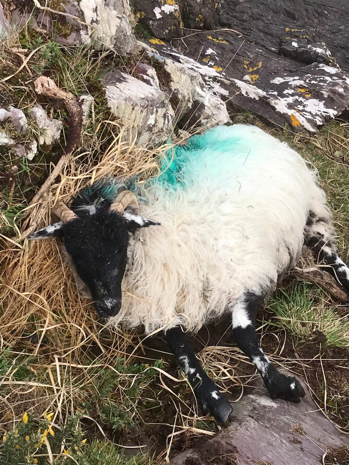 'Desperate cruelty' - farmer describes loss of 70 sheep