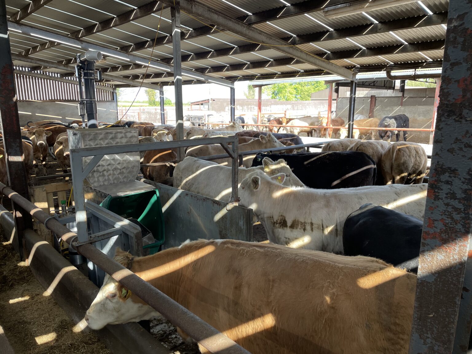 Beef Focus: Meath beef farm finishing 5,000 cattle/year