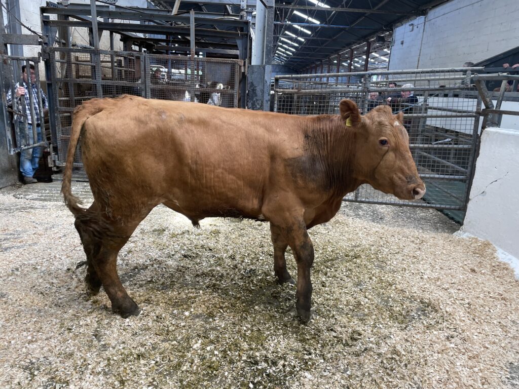 Mart report: Heavy bullocks clear €3.35/kg at Carnaross