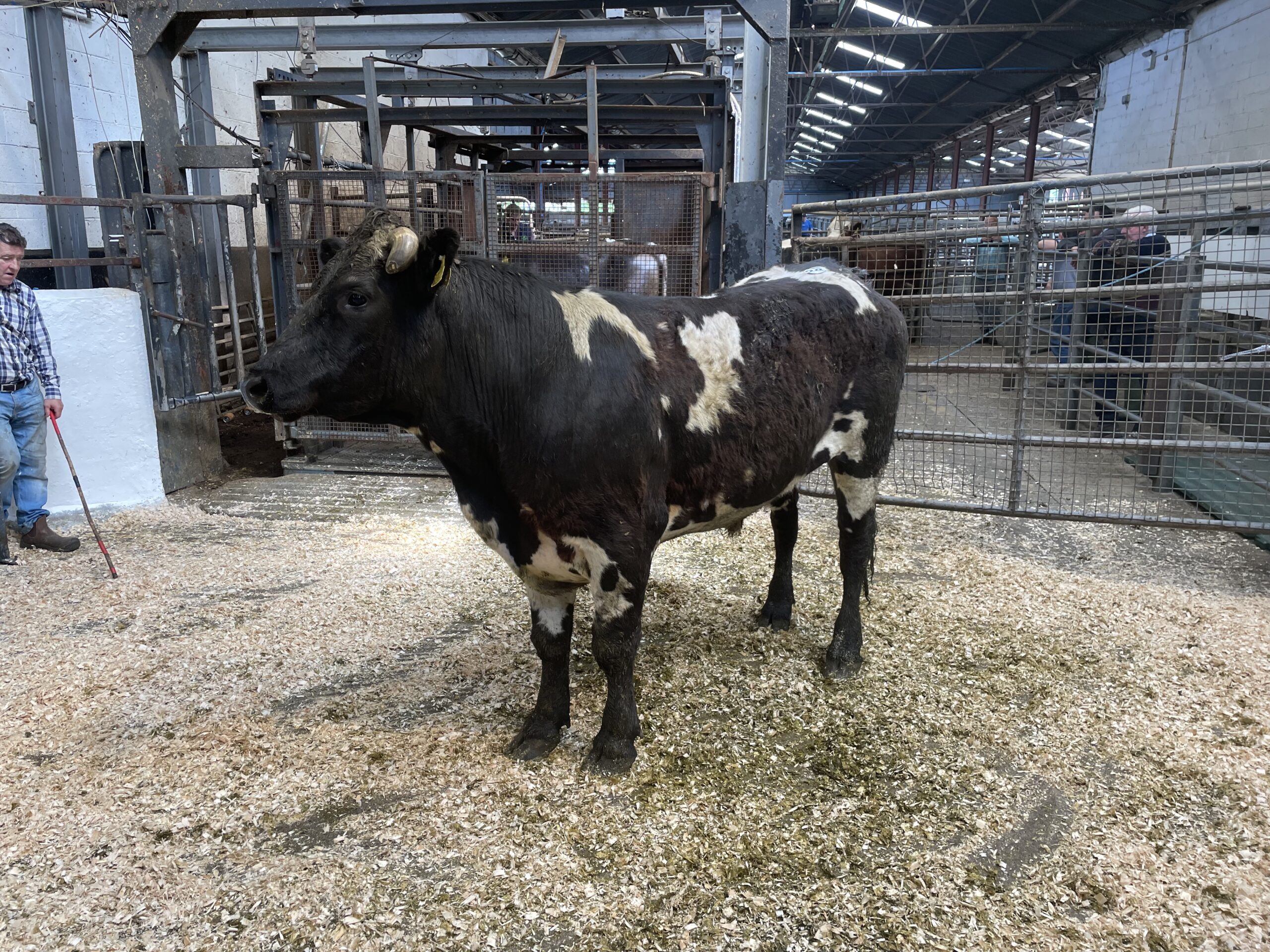 Mart report: Heavy bullocks clear €3.35/kg at Carnaross