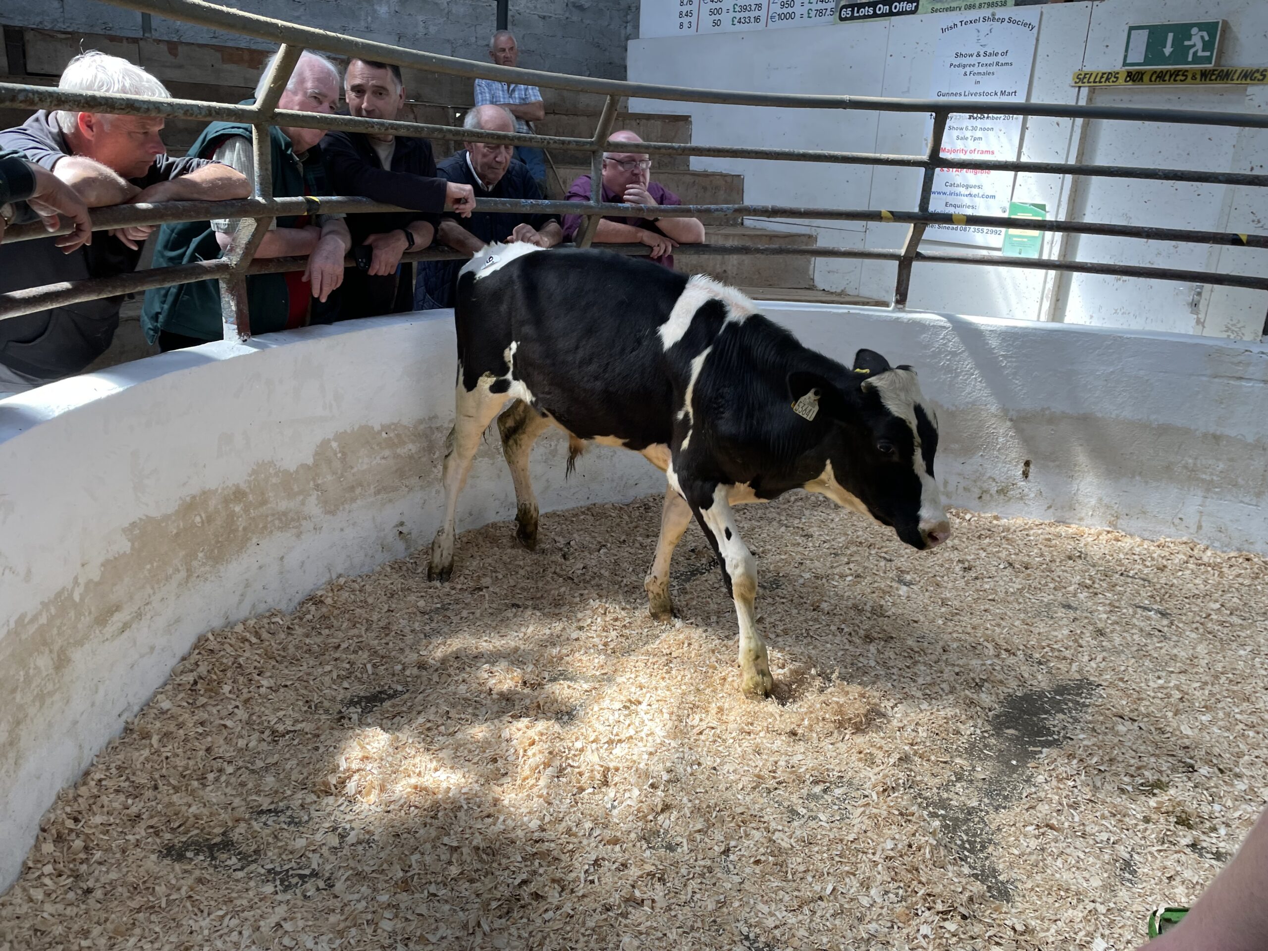 Mart report: Heavy bullocks clear €3.35/kg at Carnaross