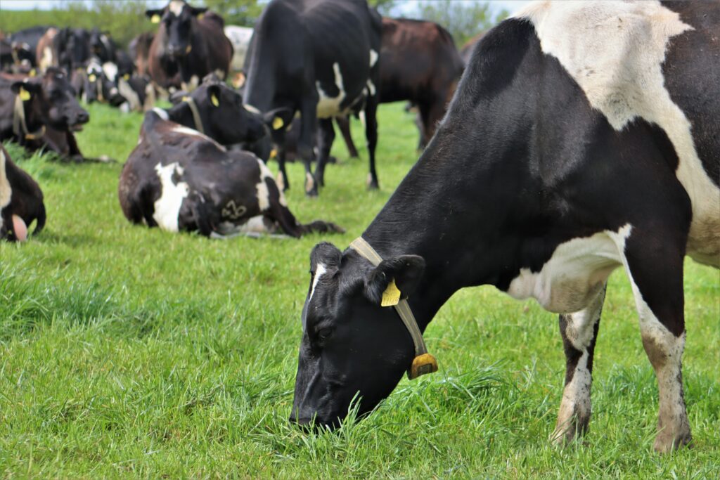 Increasing first serve conception on west Cork farm