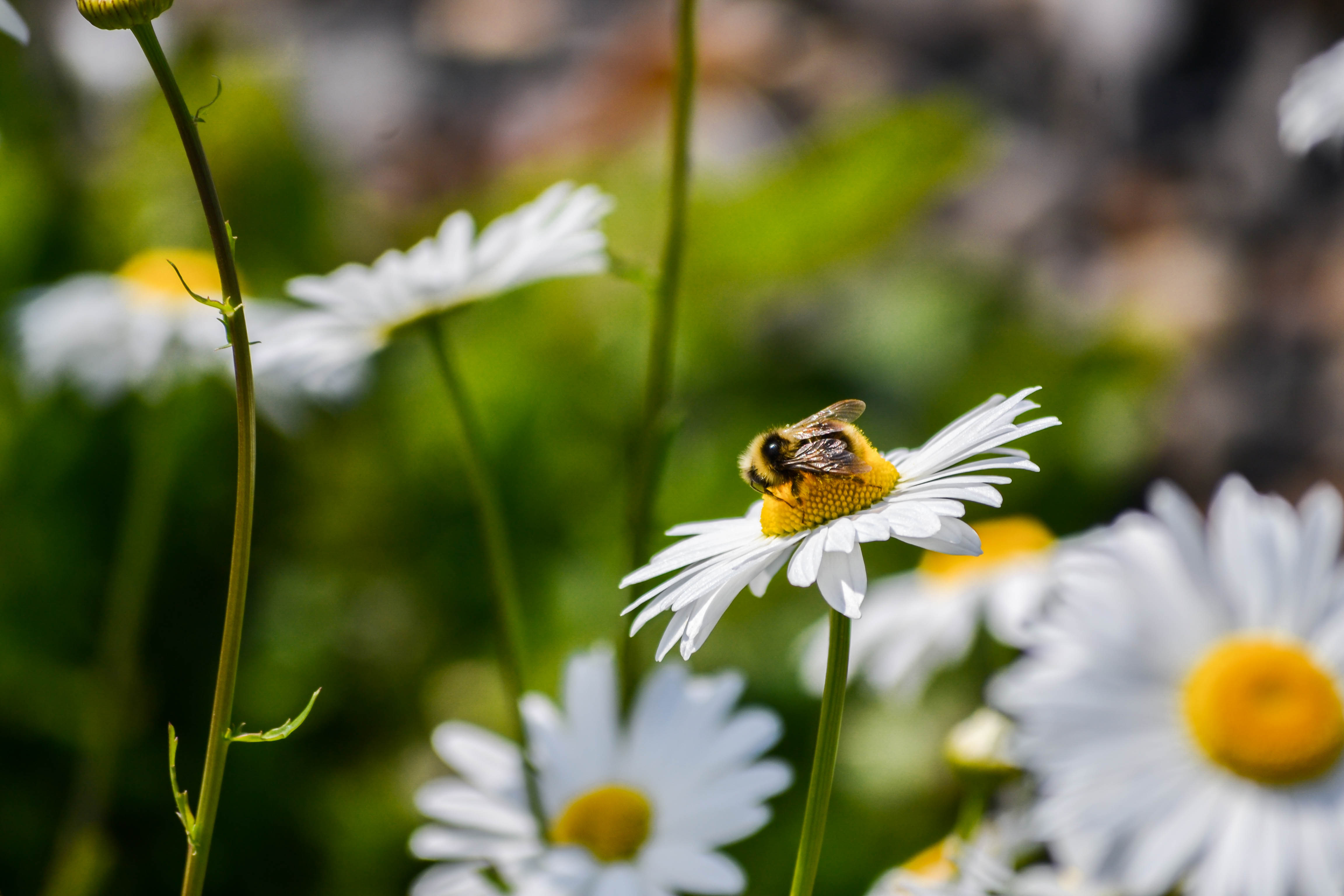 Learning Hub Series: Pollinator-friendly farming - Agriland.ie