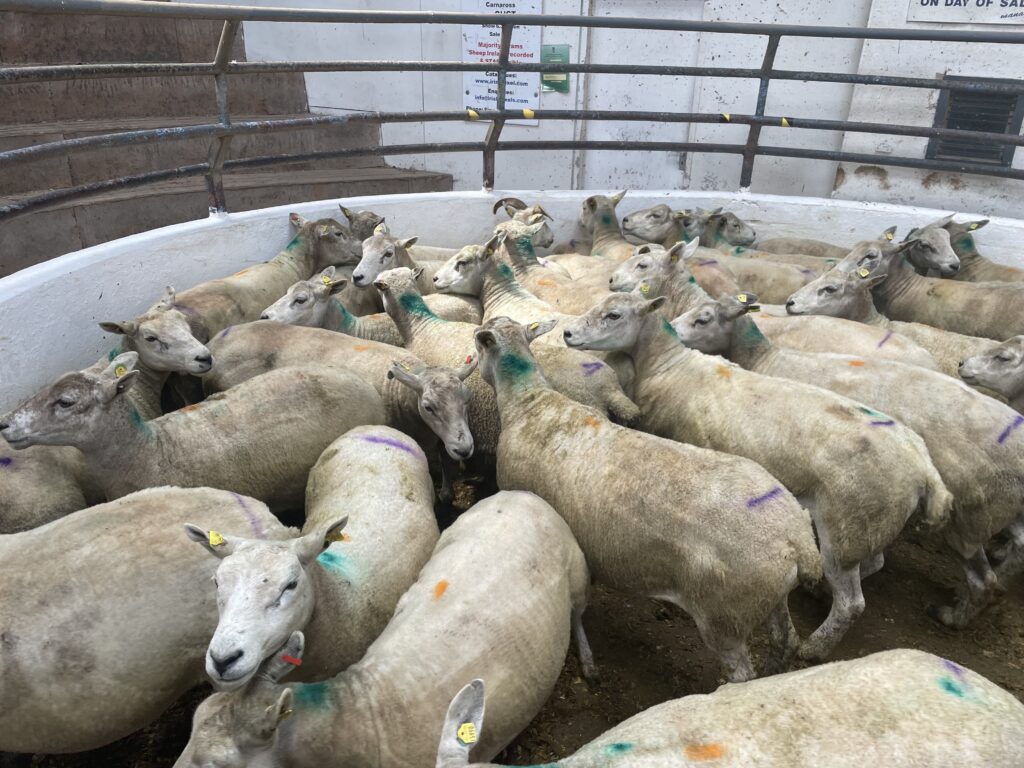 Lambs hit €188 as fat ewes clear €210 at Carnaross Mart