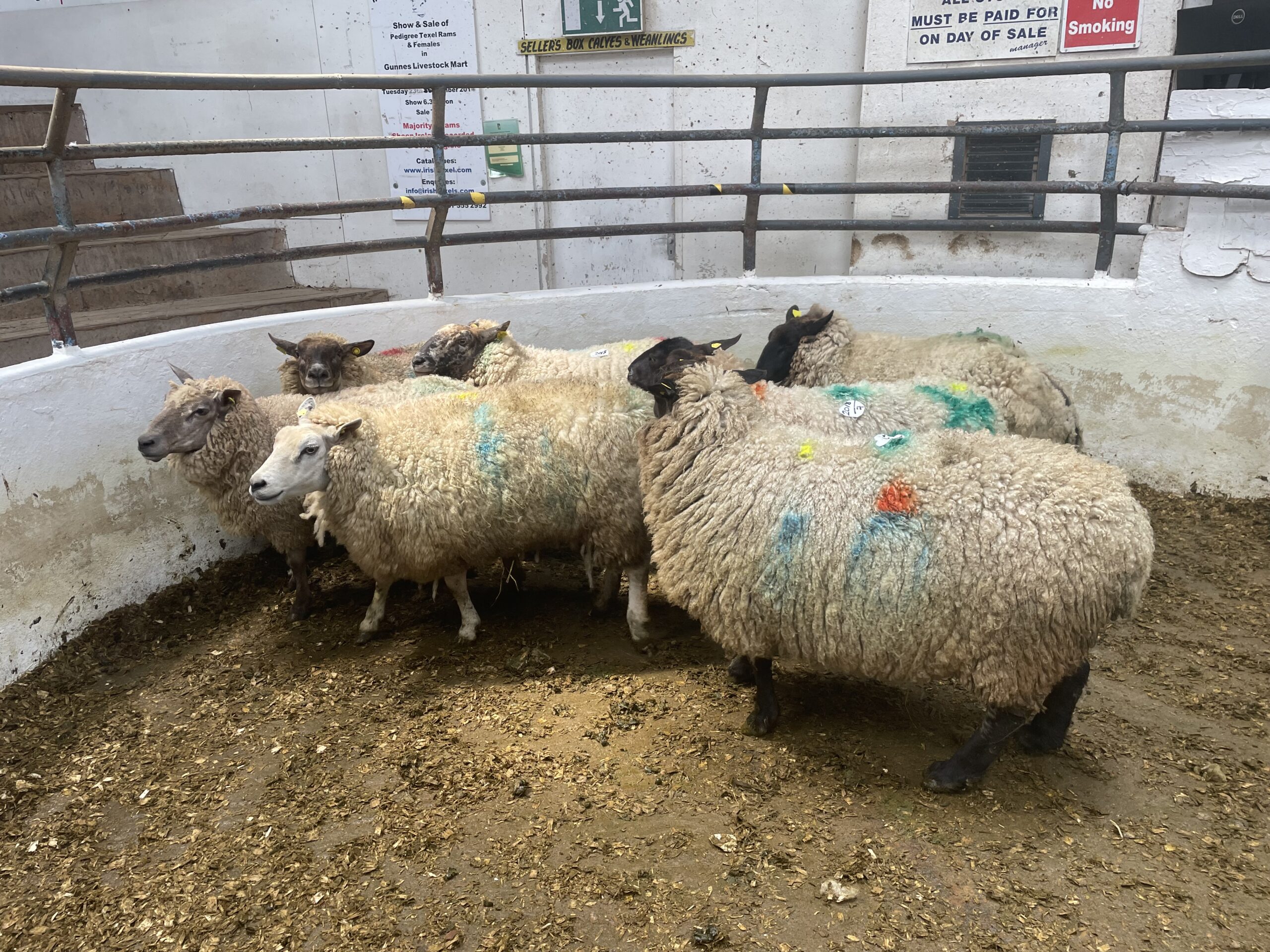 Lambs hit €188 as fat ewes clear €210 at Carnaross Mart