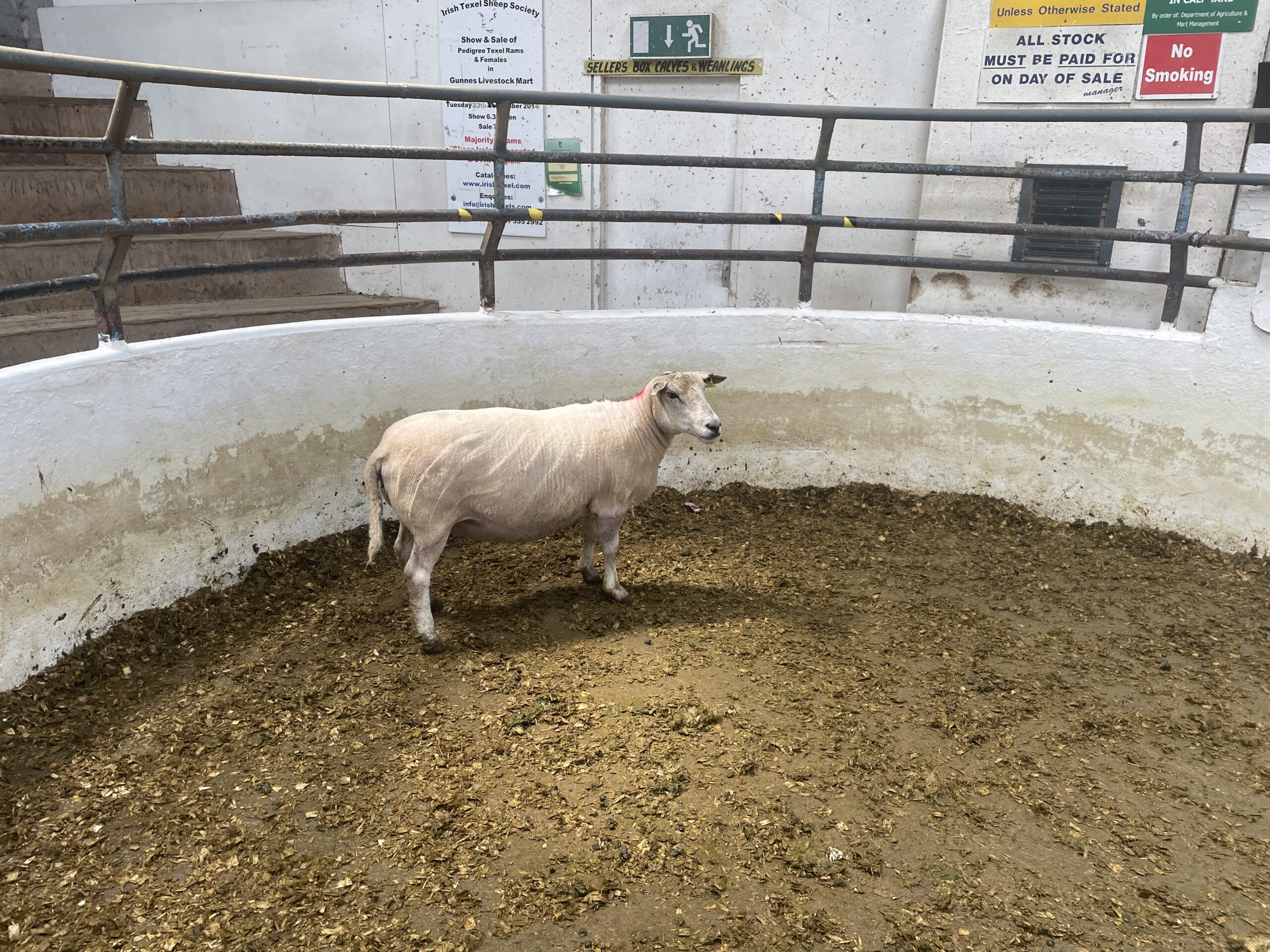 Lambs hit €188 as fat ewes clear €210 at Carnaross Mart