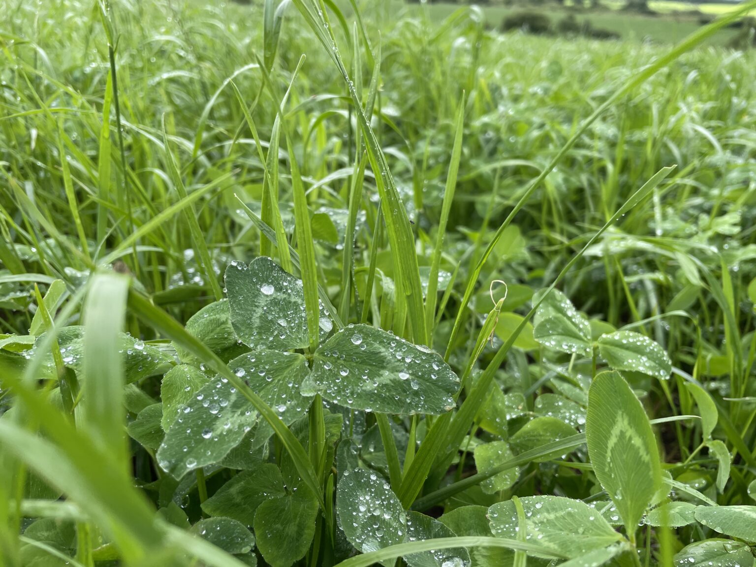 Growing grain and finishing cattle on clover in Ballybay - Agriland.ie