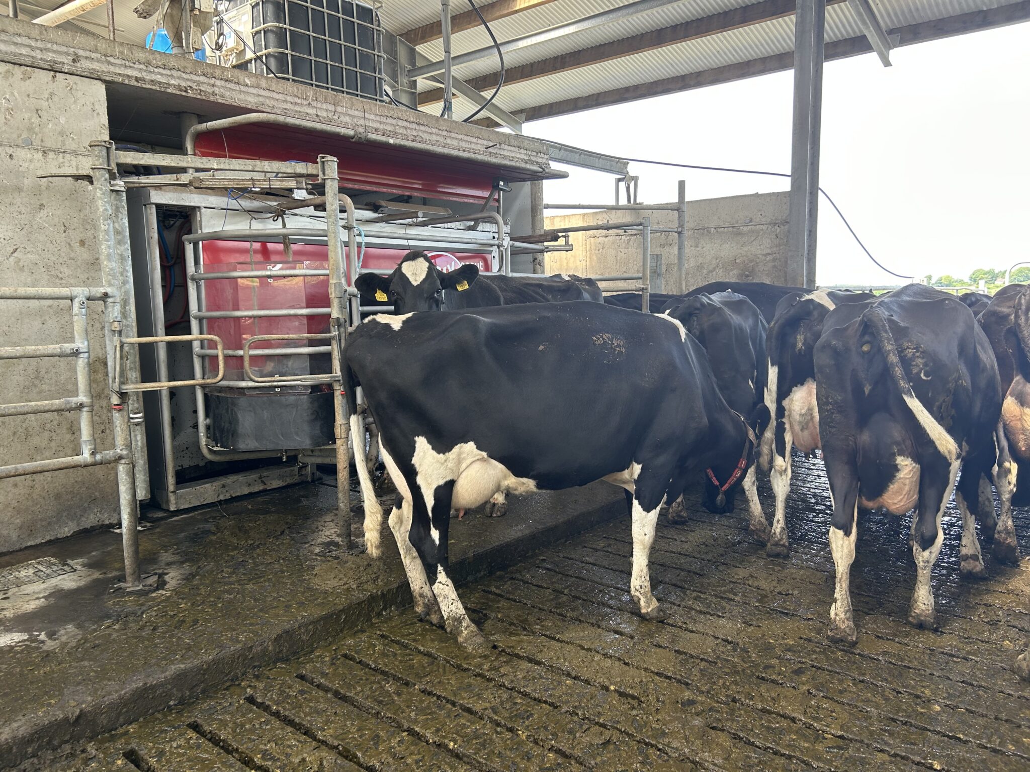 Dairy Focus: Family using robot to set up second dairy unit