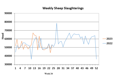 Sheep kill: Hoggets propping up weekly supply numbers