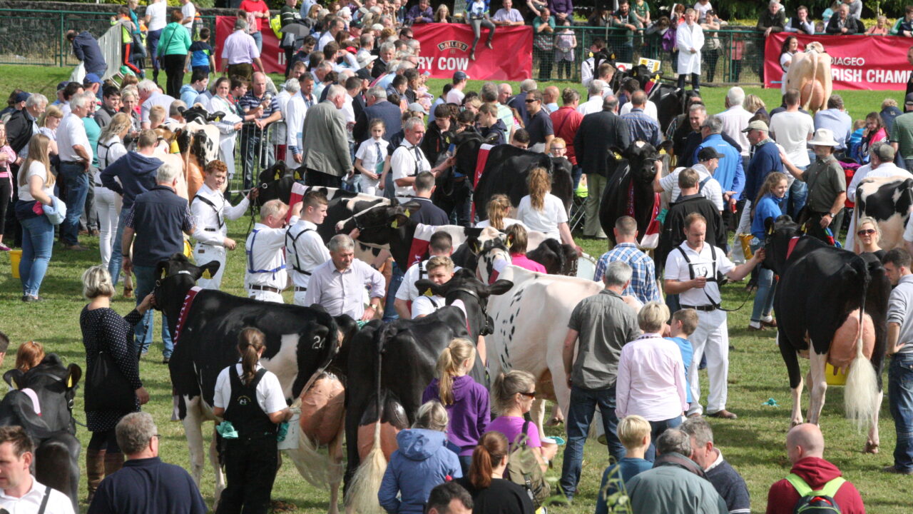 Virginia Show: Baileys Cow competition to celebrate 40 years - Agriland.ie