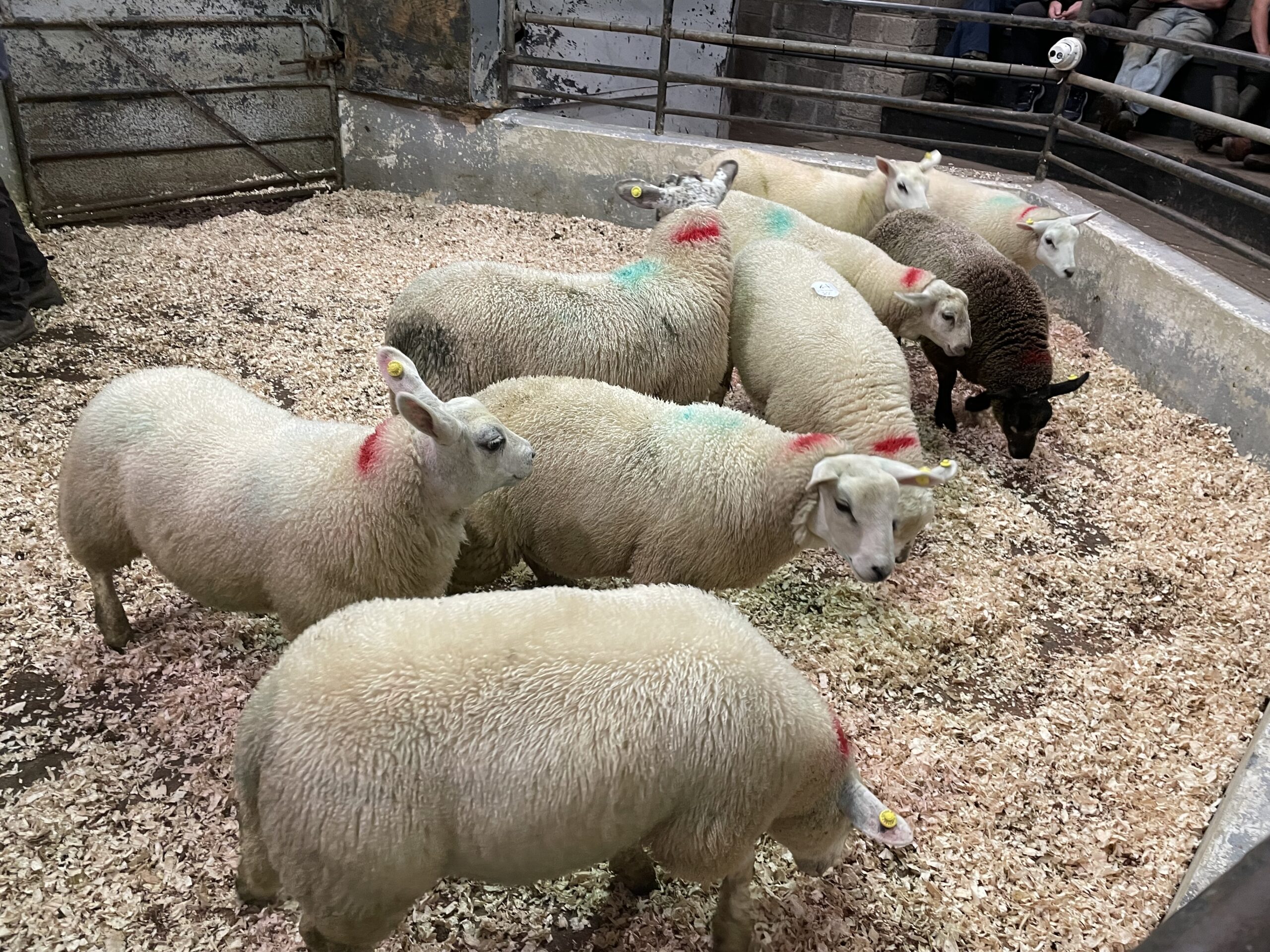 Flying trade for fat and light lambs alike in Ballyjamesduff - Agriland.ie