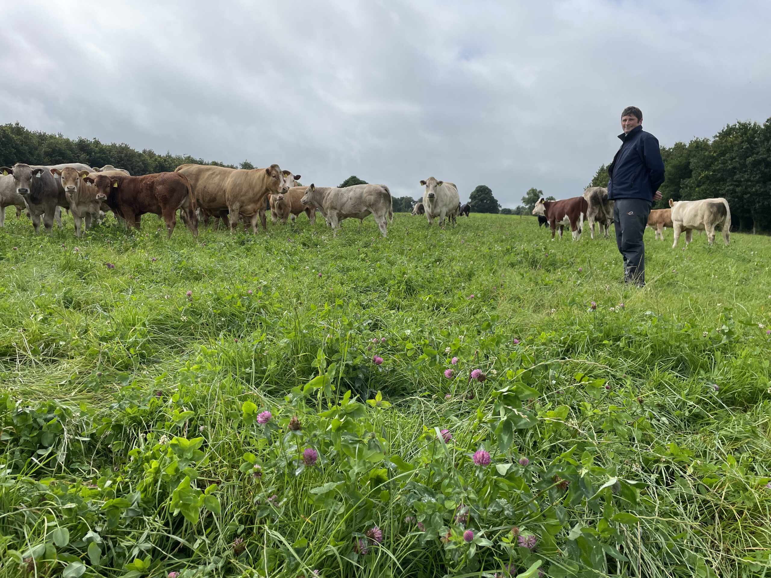Video: Red clover sward after 10 grazings and cut of silage - Agriland.ie