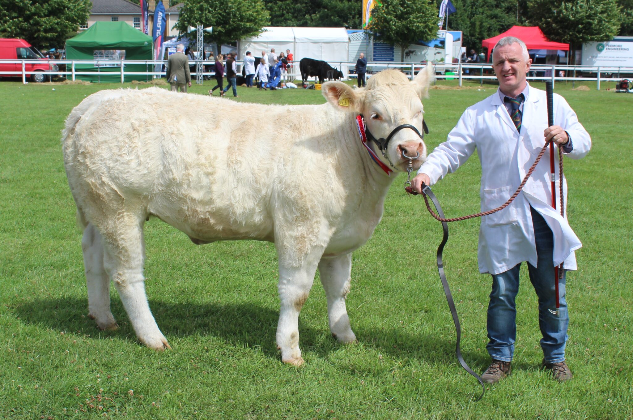 'Tremendous' Dairy Shorthorn cow crowned champion at Omagh Show ...