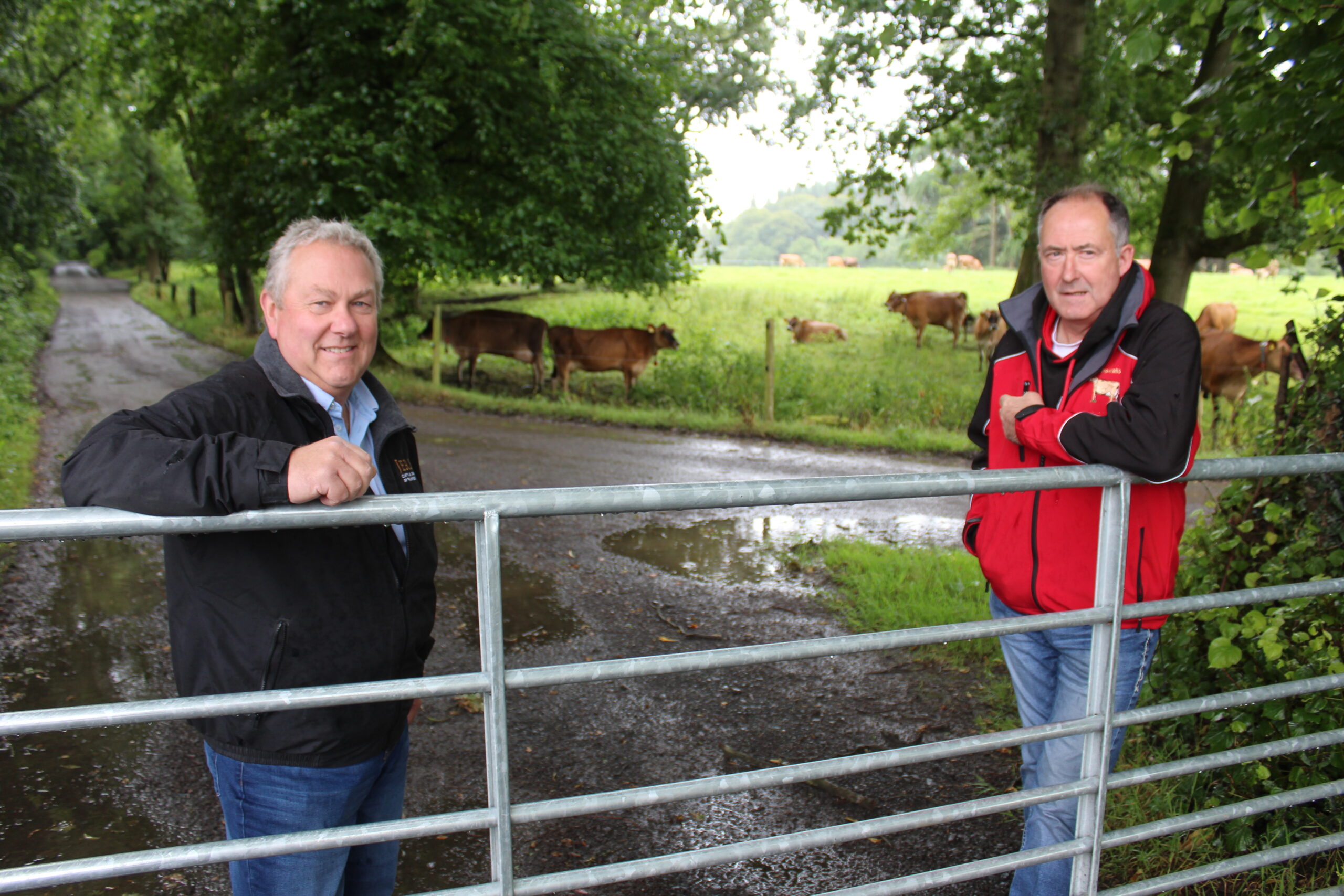 Milk Price Changes Could Boost NI Jersey Cattle Numbers Agriland ie Milk Price Changes Could Boost NI Jersey Cattle Numbers Agriland ie