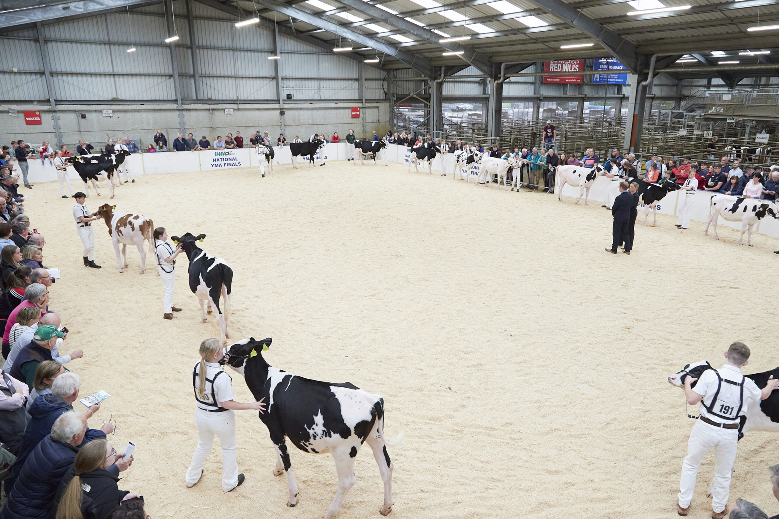 Cork handler takes IHFA YMA title at Cillin Hill - Agriland.ie