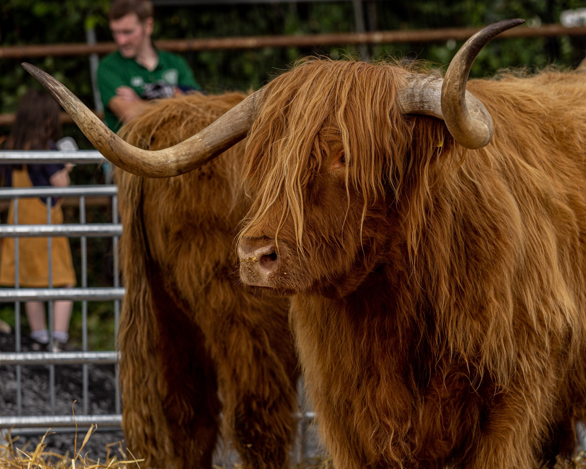 Virginia Show: Baileys Cow competition to celebrate 40 years - Agriland.ie