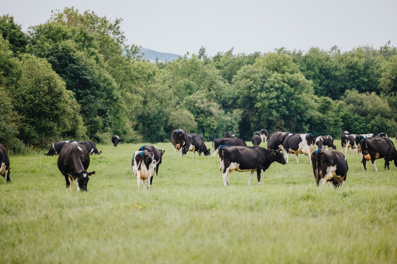 IHFA Farmer Focus Series: Farming for the greater good - Agriland.ie