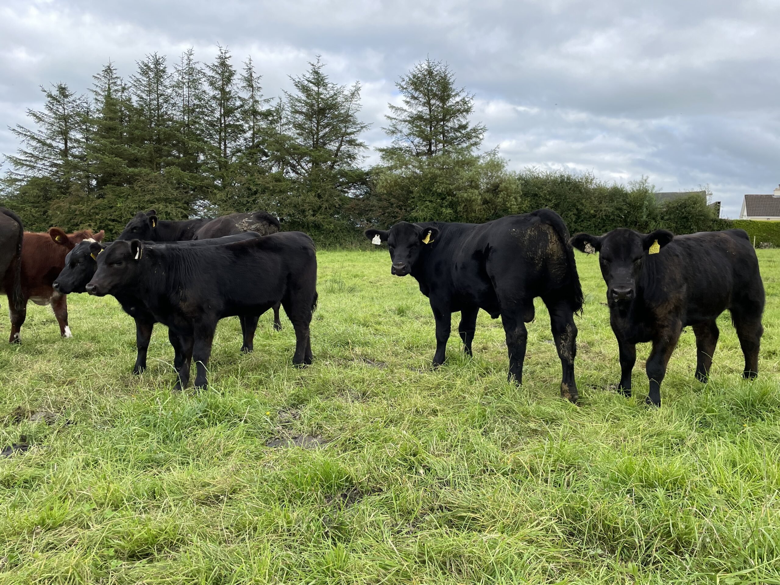 Elphin Angus and Shorthorn breeder's show success story - Agriland.ie
